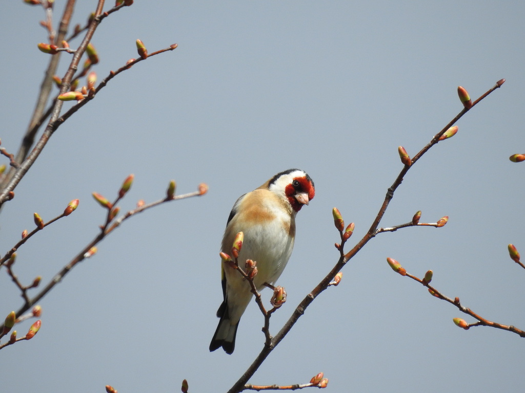 European Goldfinch from Vernon, France on April 13, 2023 at 08:51 AM by ...