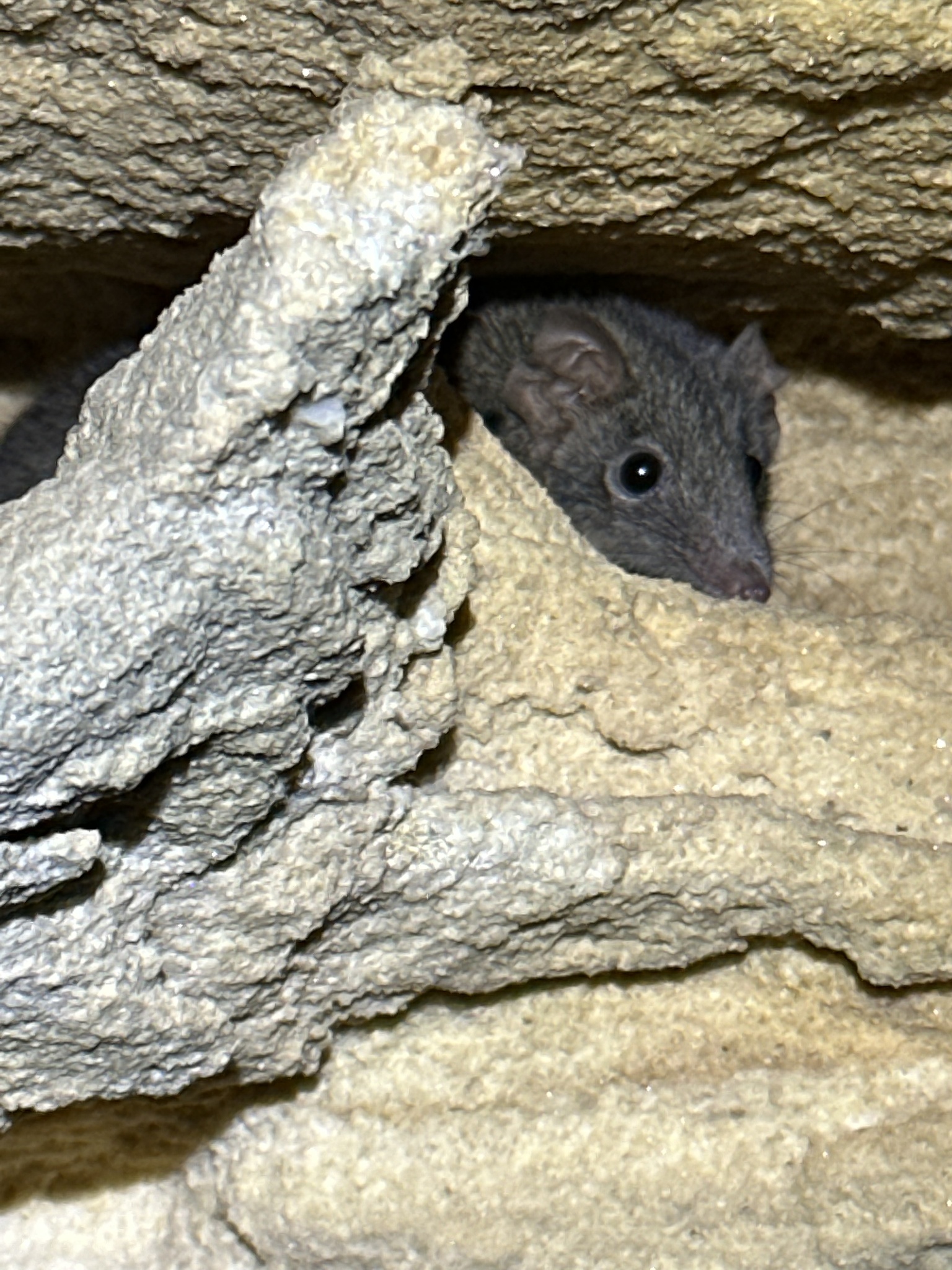 Antechinus stuartii Macleay, 1841