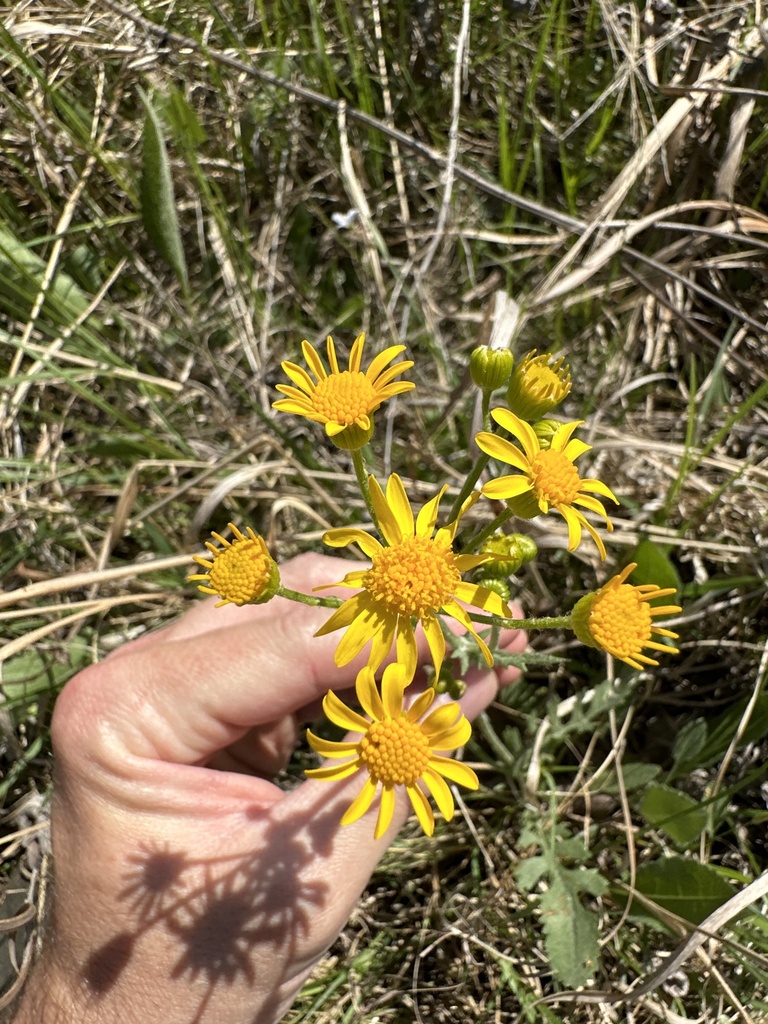 Prairie Groundsel from E 496th Rd, Bolivar, MO, US on April 18, 2023 at ...