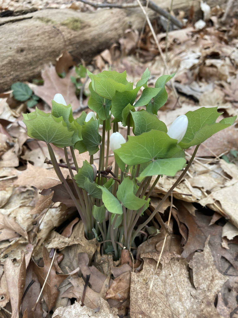 twinleaf from Cobbs Hill, Rochester, NY, USA on April 18, 2023 at 12:30 ...