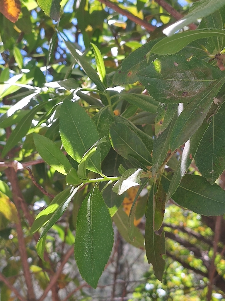 strawberry tree from 10860 Gata, Cáceres, España on April 18, 2023 at ...