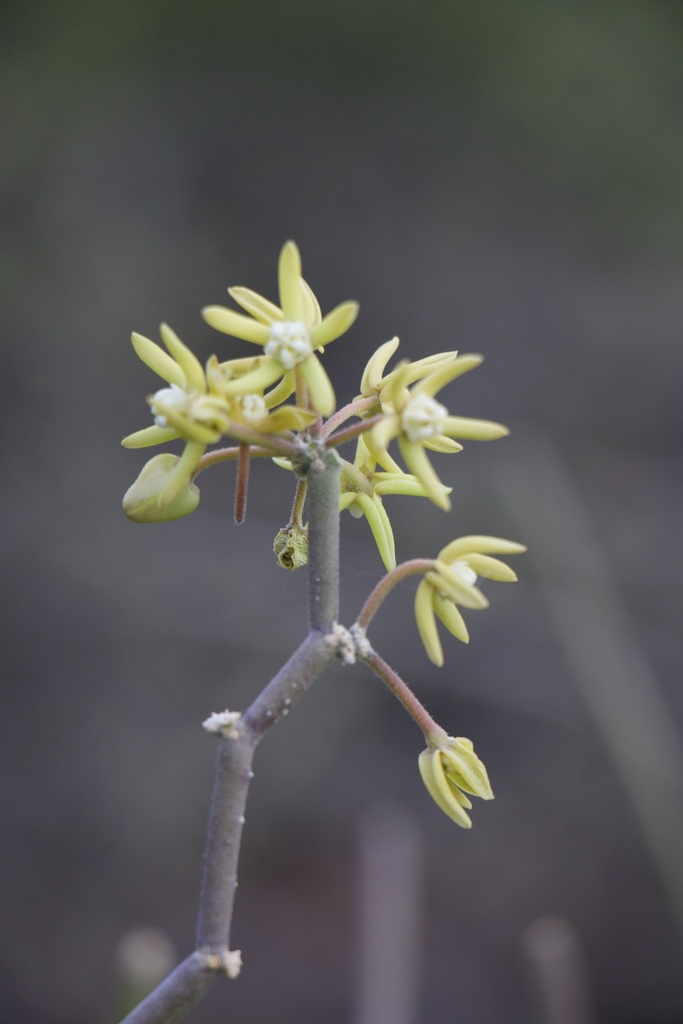 Caustic Vine from West Coast District Municipality, South Africa on ...