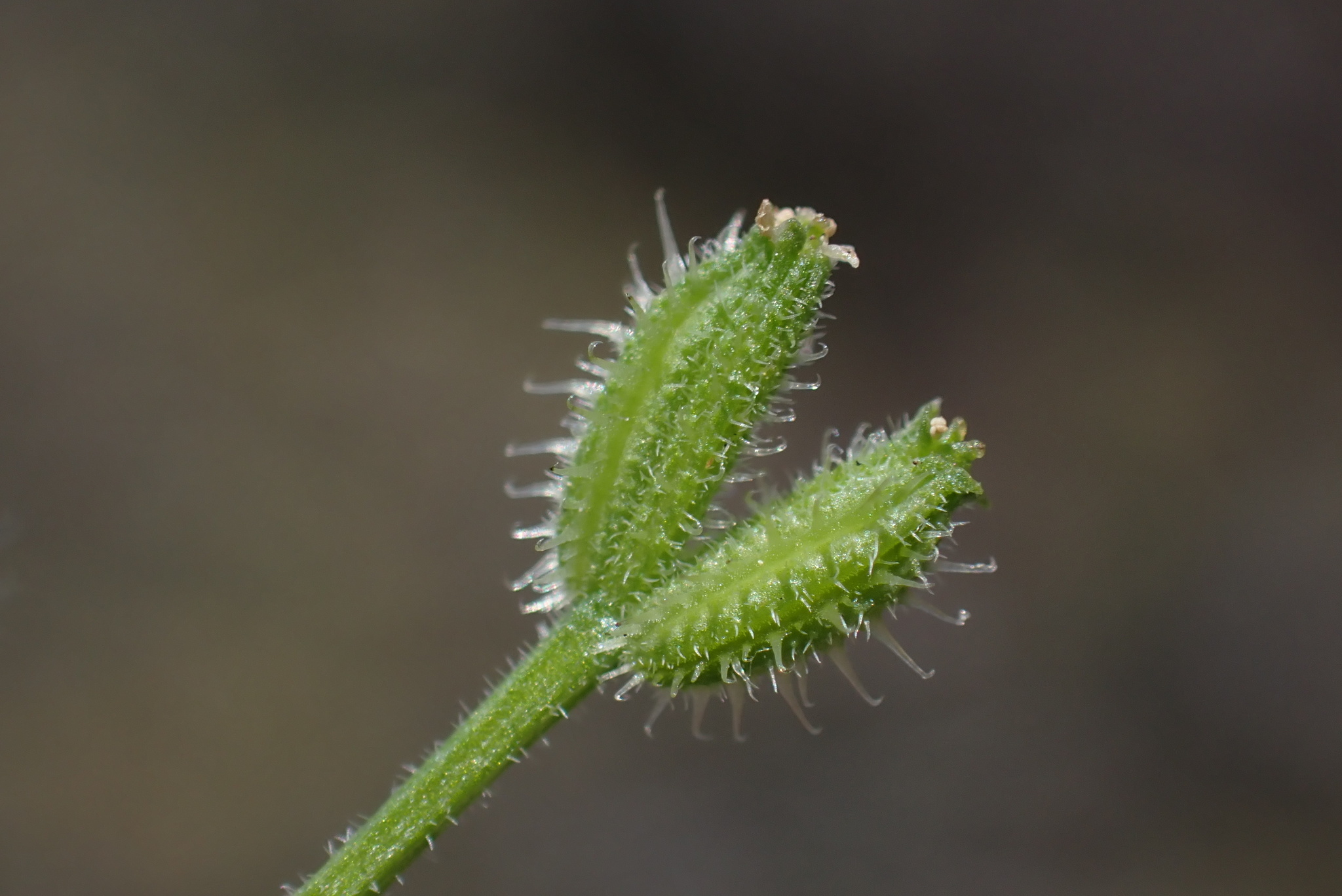 Yabea microcarpa (Hook. & Arn.) Koso-Pol.