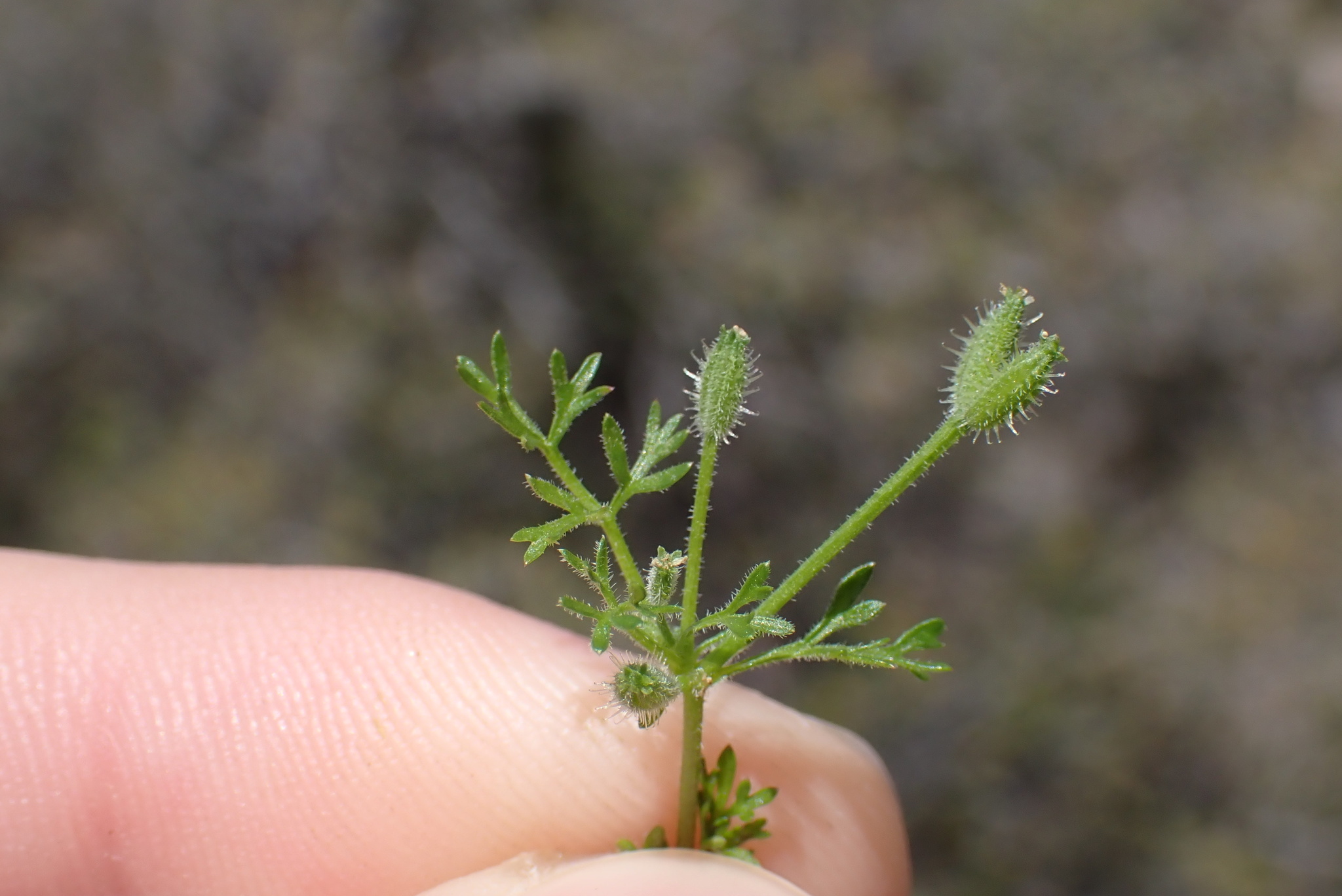 Yabea microcarpa (Hook. & Arn.) Koso-Pol.