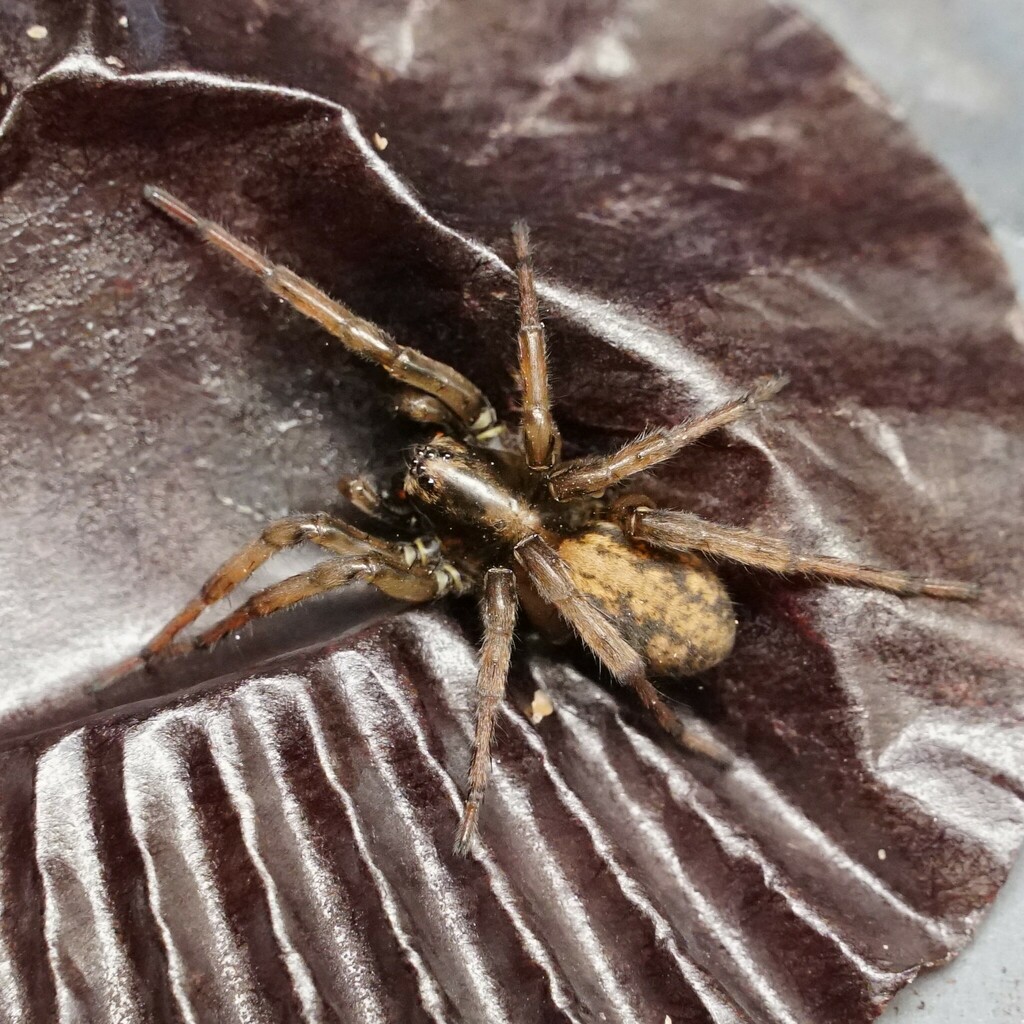 Bear Spiders in April 2023 by Davis Harder · iNaturalist