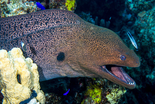 Giant Moray (Reef Fish of the Hawaiian Islands) · iNaturalist