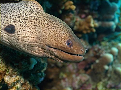 Giant Moray (Reef Fish of the Hawaiian Islands) · iNaturalist