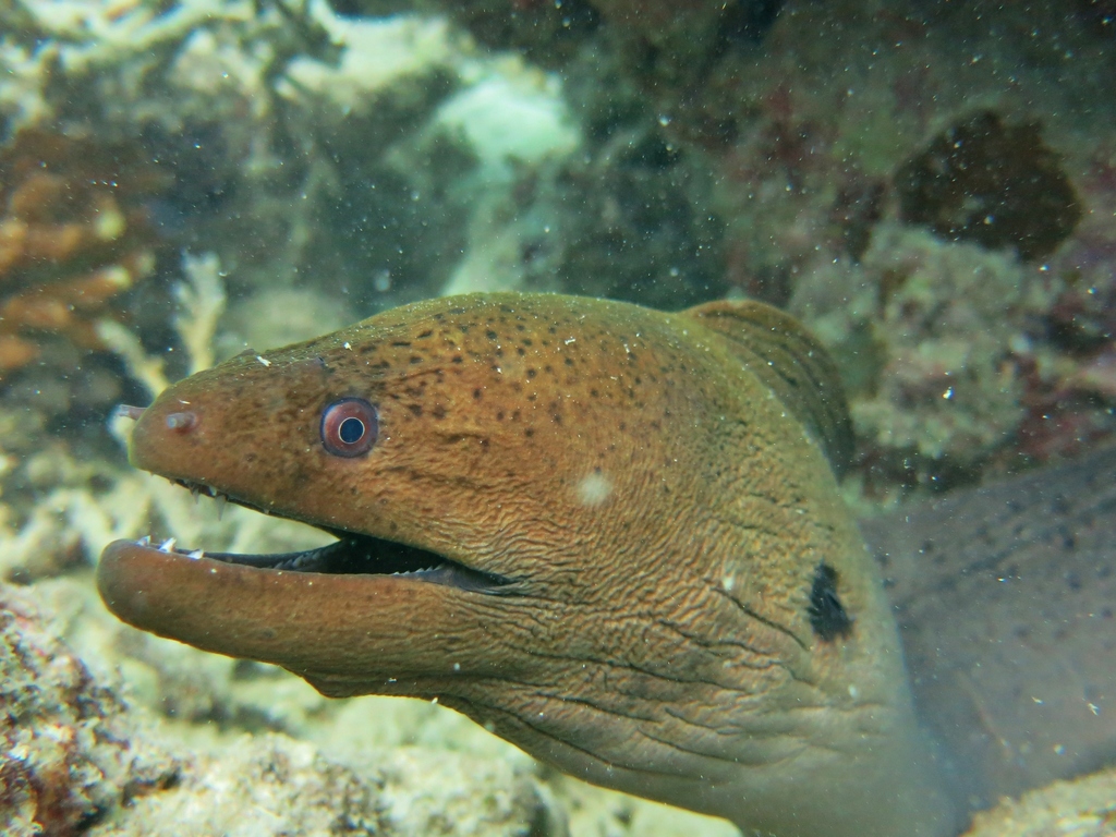 Giant Moray (Reef Fish of the Hawaiian Islands) · iNaturalist