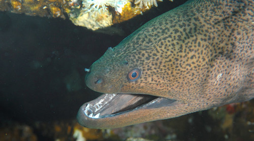 Giant Moray (Reef Fish of the Hawaiian Islands) · iNaturalist