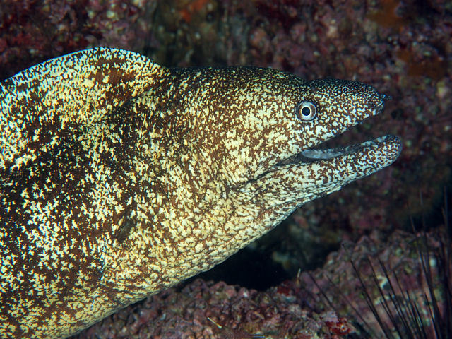 Kidako moray (Reef Fish of the Hawaiian Islands) · iNaturalist