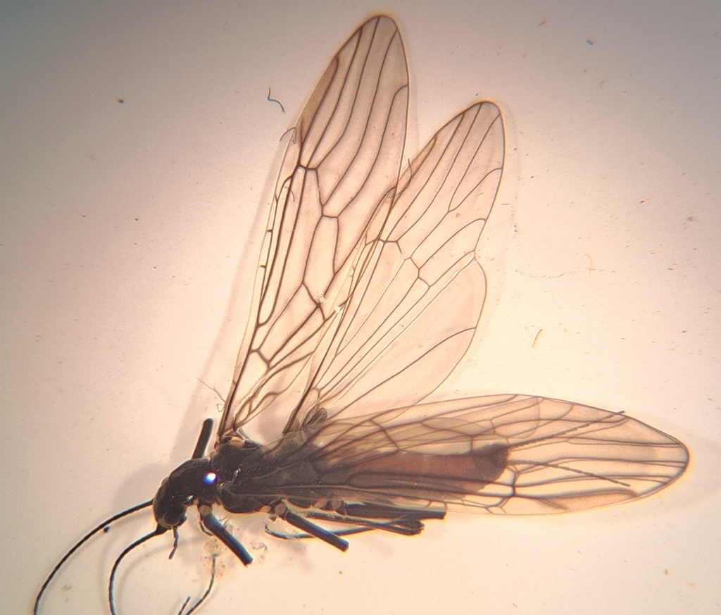 Glacier Snowfly from Whitehorse, YT Y1A 3A2, Canada on April 18, 2023 ...