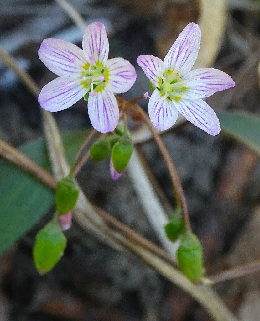 Carolina spring-beauty from Woodside Natural Area, Essex, VT 05403, USA ...