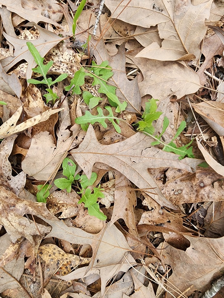 barbed rattlesnake root from Bradley County, AR, USA on March 21, 2023 ...