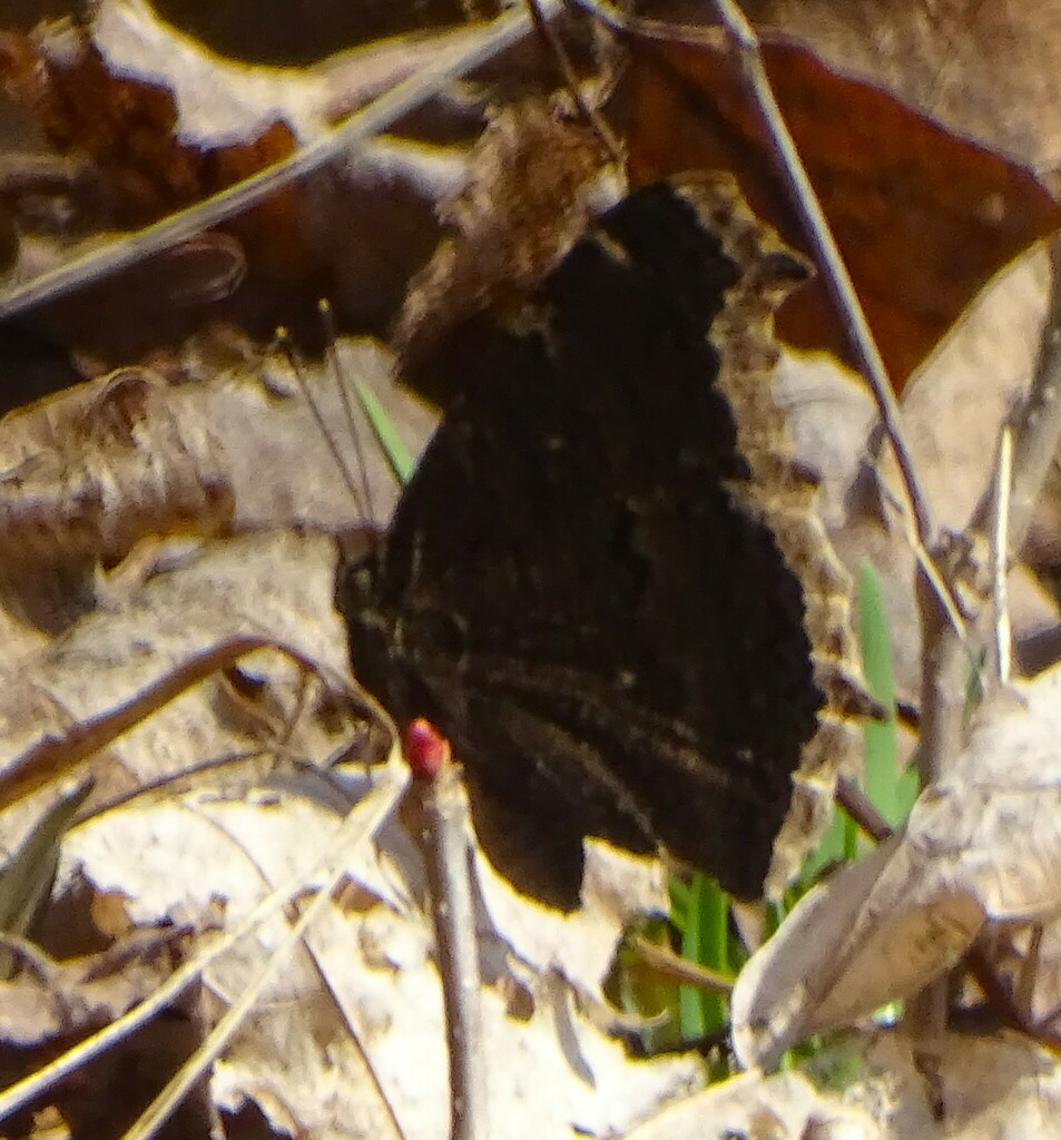 Mourning Cloak from Woodside Natural Area, Essex, VT 05403, USA on ...