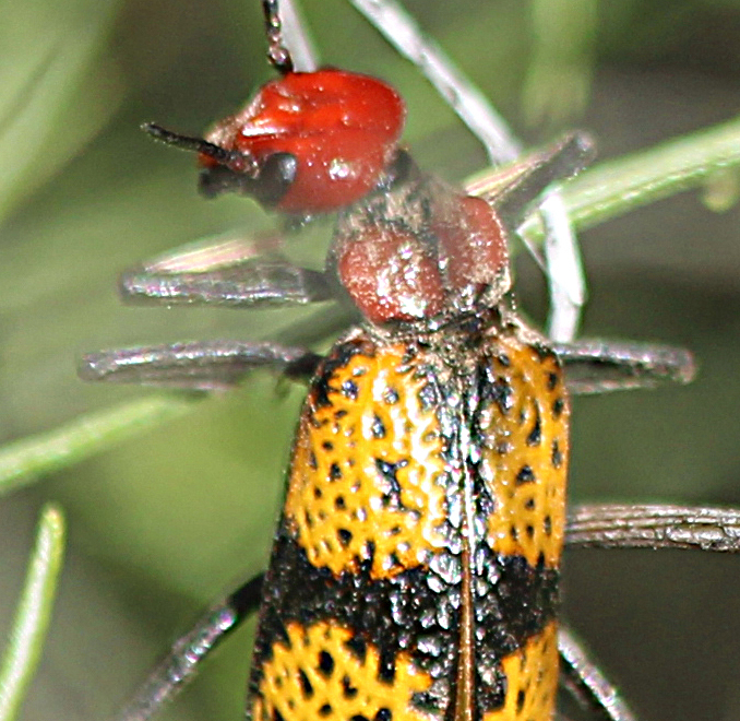 Iron Cross Blister Beetle from Marana, AZ, USA on April 15, 2023 at 09: ...