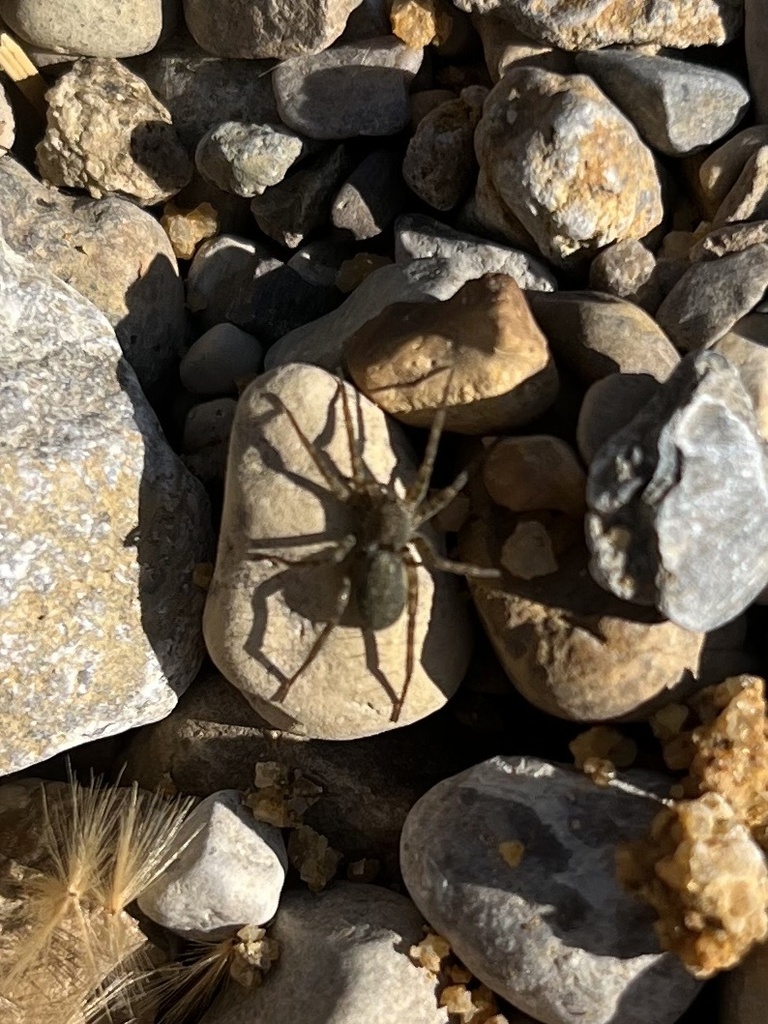 Shore Spider from Hueston Woods State Park, College Corner, OH, US on ...