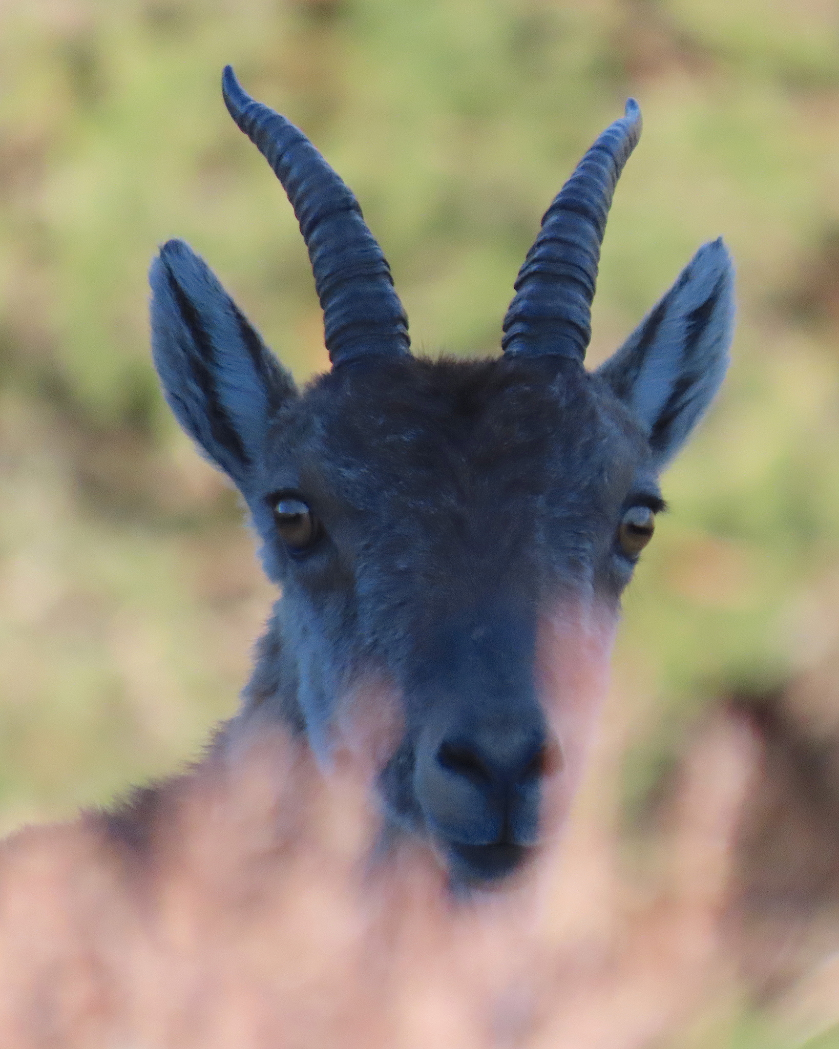 Capra pyrenaica victoriae Cabrera, 1911