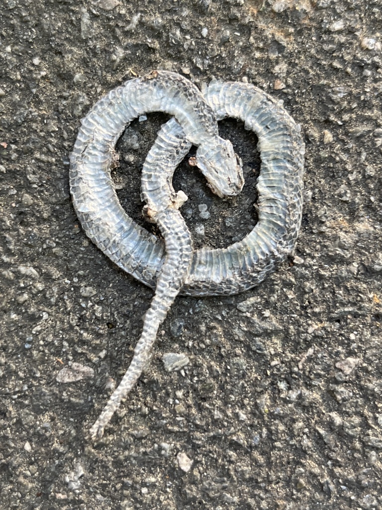DeKay's Brownsnake in April 2023 by Allen Hurlbert · iNaturalist