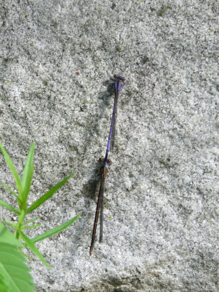 Violet Dancer from 599 Westford-Milton Rd, Westford, VT 05494, USA on ...