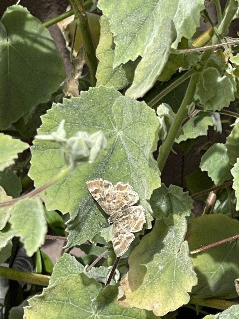 Arizona Powdered-Skipper in April 2023 by Stephanie · iNaturalist
