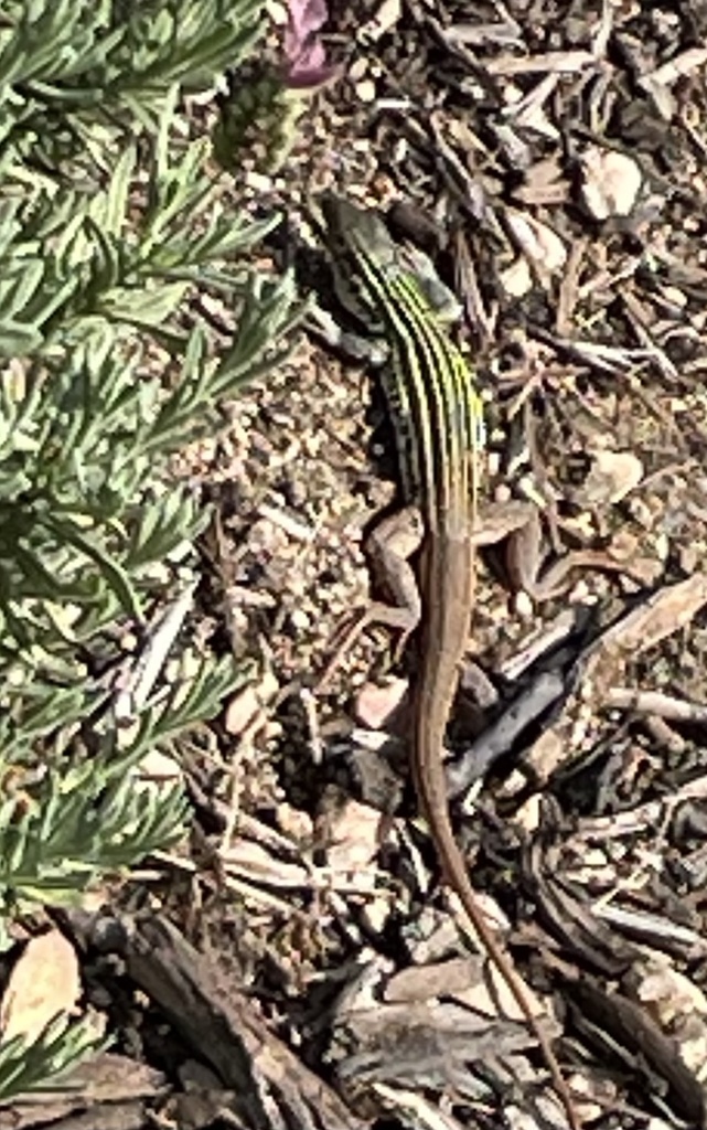 Common Spotted Whiptail from Winchester Rd, Austin, TX, US on April 18 ...