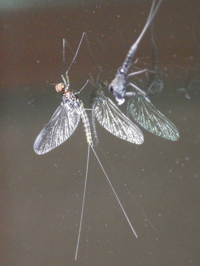 Small Mayflies from University District, Spokane, WA, USA on April 10 ...