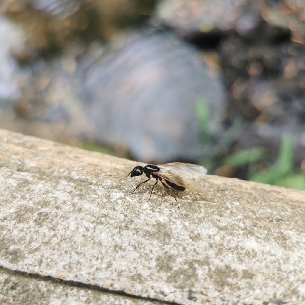 Camponotus friedae from 江苏省镇江市句容市宝华镇杨柳泉路宝华山国家森林公园 on April 15, 2023 at ...