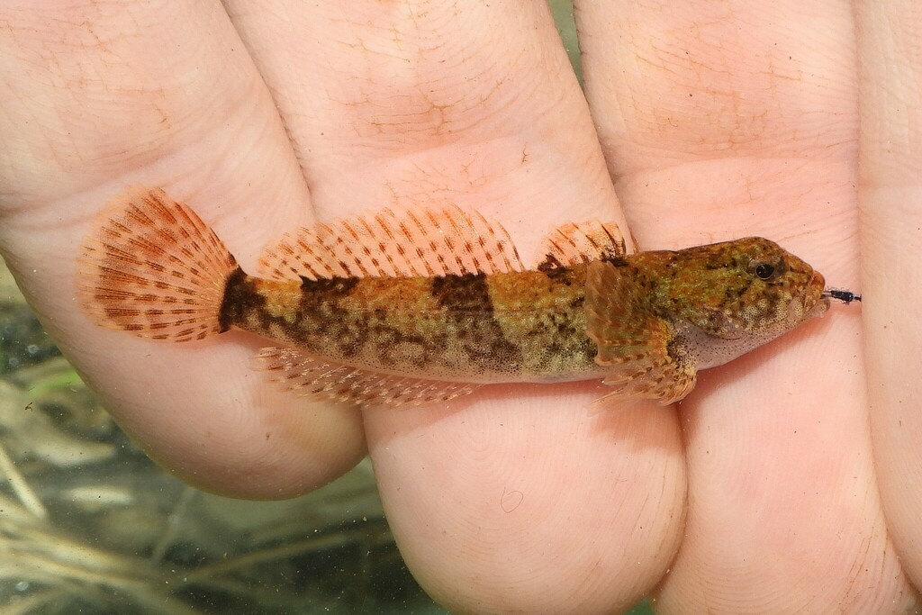 Blue Ridge Sculpin from Carroll County, MD, USA on April 16, 2023 at 04 ...