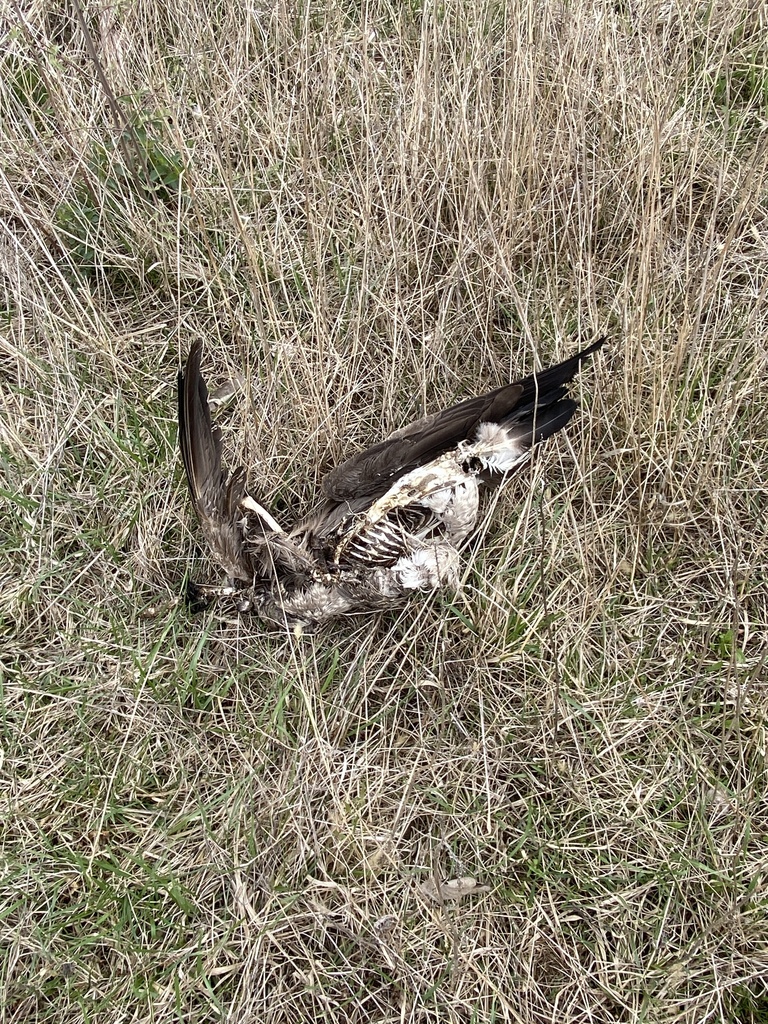 Canada Goose from Ottawa National Wildlife Refuge, Oak Harbor, OH, US ...