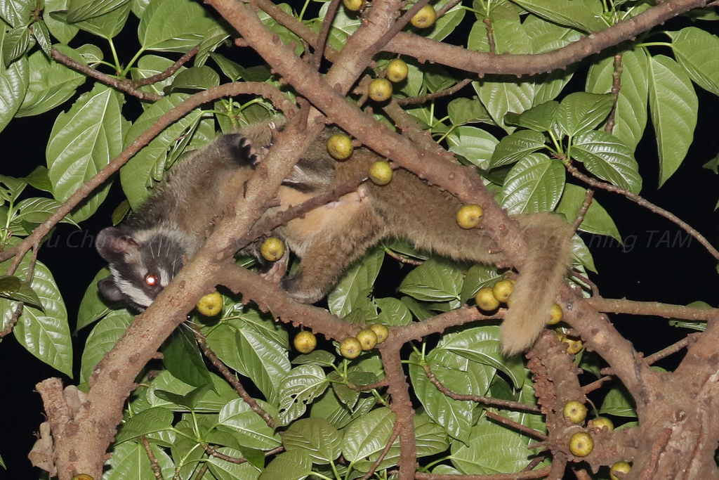 Masked Palm Civet (Paguma larvata) - Know Your Mammals