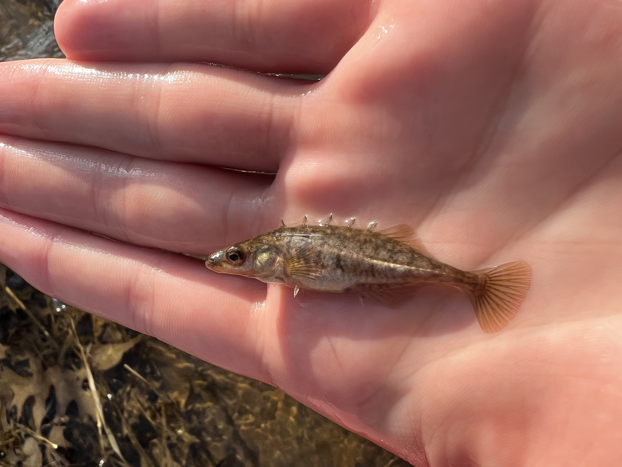 Culaea inconstans (Kirtland, 1840)