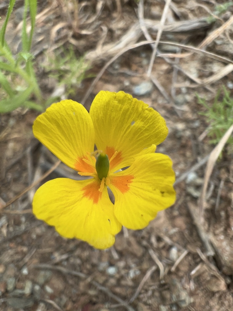 island poppy in April 2023 by Jacob Smith · iNaturalist