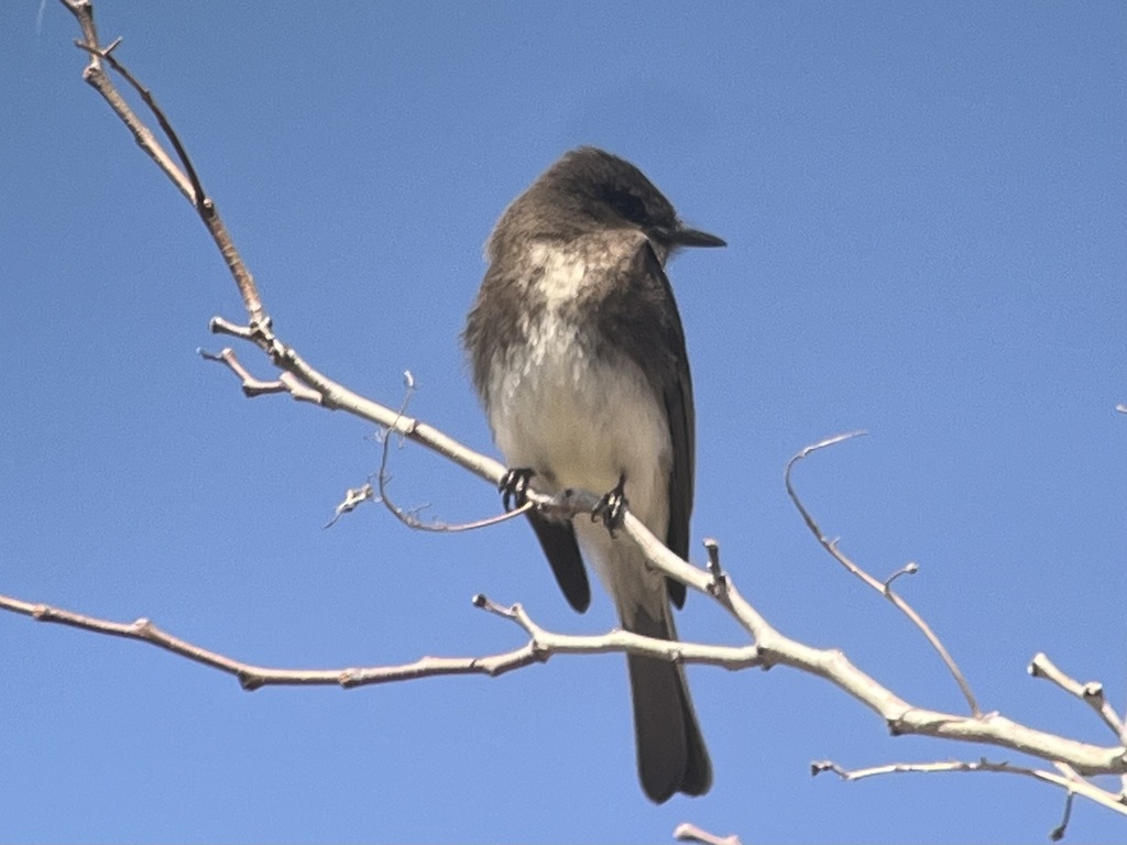 Black × Eastern Phoebe (Flycatchers of the US) · iNaturalist