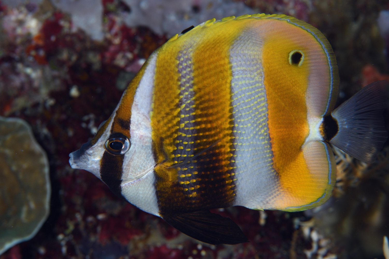 Coradion chrysozonus (Cuvier, 1831)