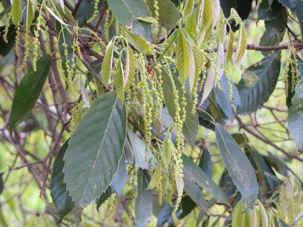 ring-cupped oak from Shimoakadakumi, Hanno, Saitama 357-0126, Japan on ...