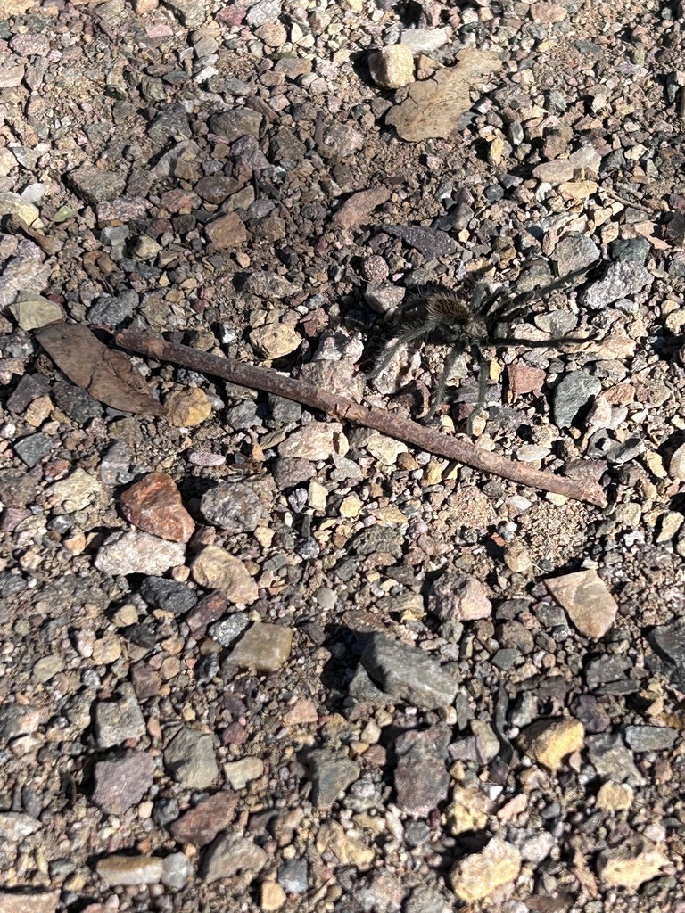 Paloma Dwarf Tarantula from Margaret T. Hance Park, Phoenix, AZ, US on ...