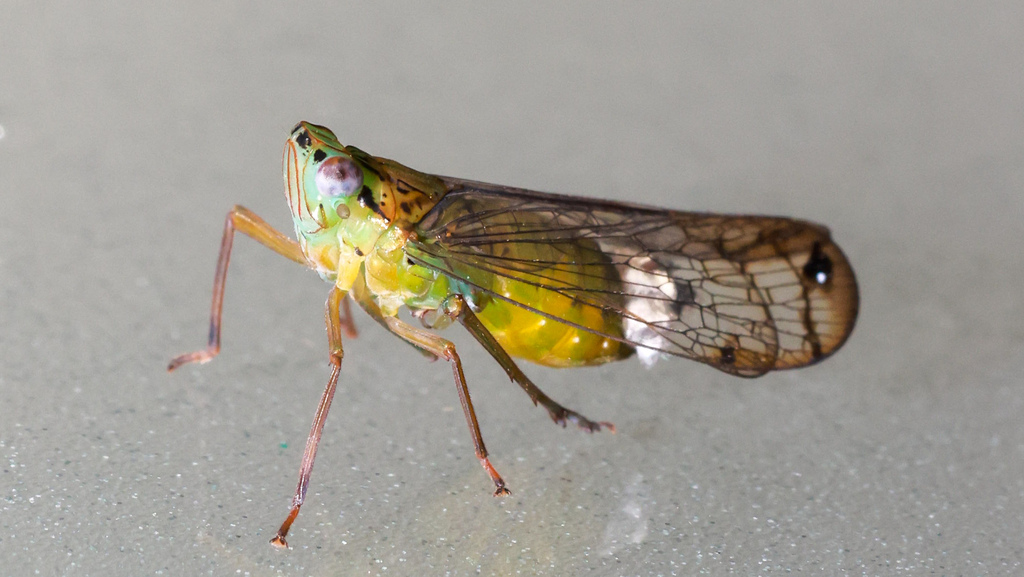 palm planthopper from 164 College Rd, Karana Downs QLD 4306, Australia ...