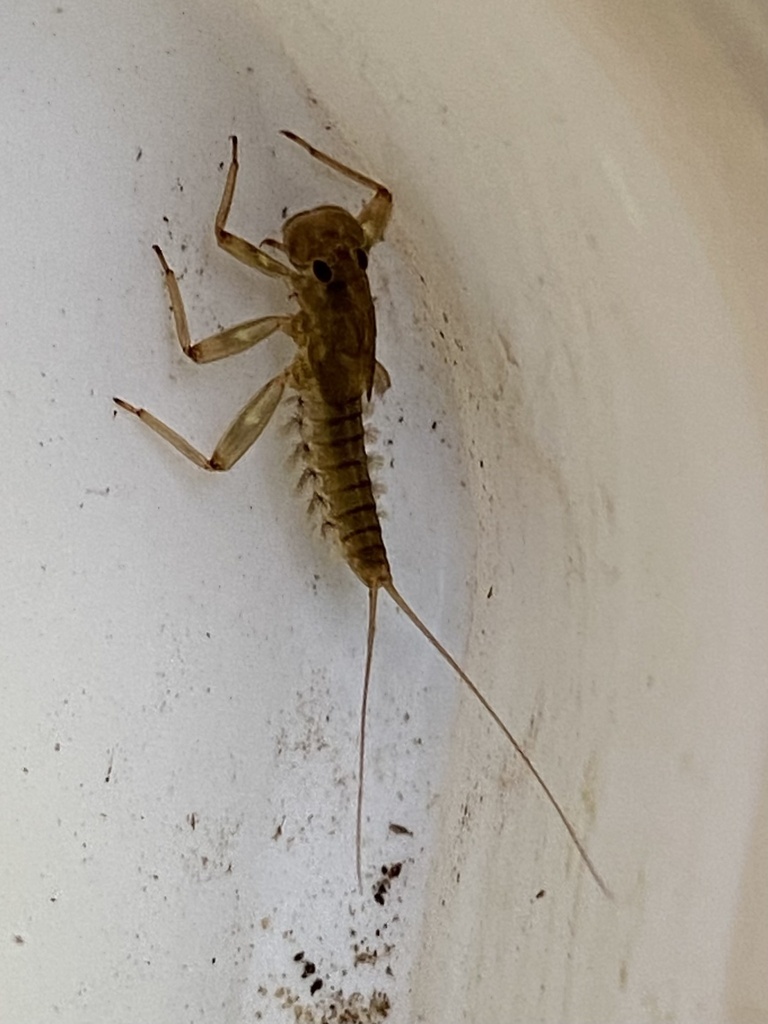 Epeorus from Sanborn County Park, Saratoga, CA, US on April 18, 2023 at ...