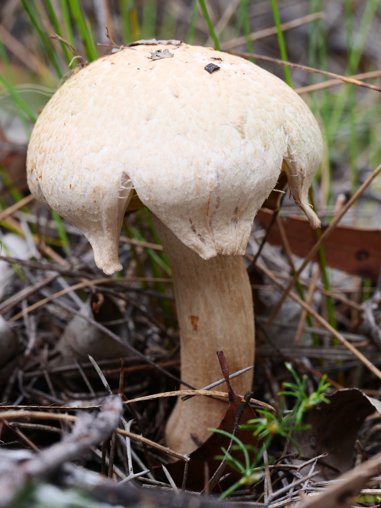 Boletellus ananiceps from Kalgan WA 6330, Australia on April 18, 2023 ...