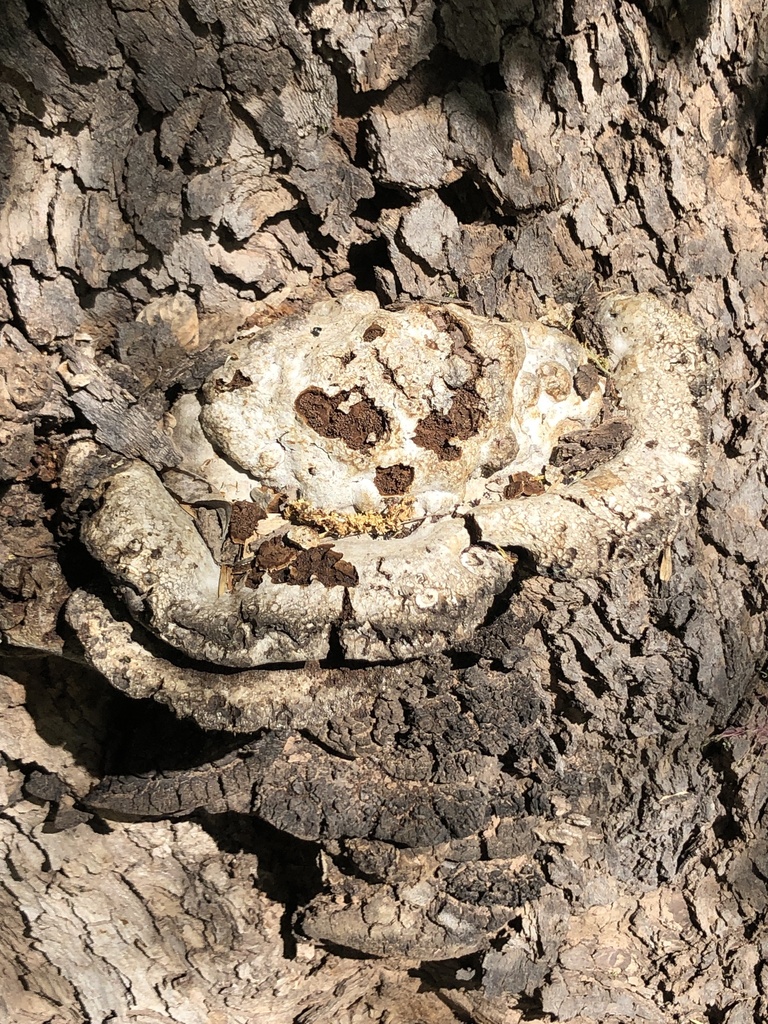 Inonotus arizonicus in April 2023 by pinonbistro. On mature living ...