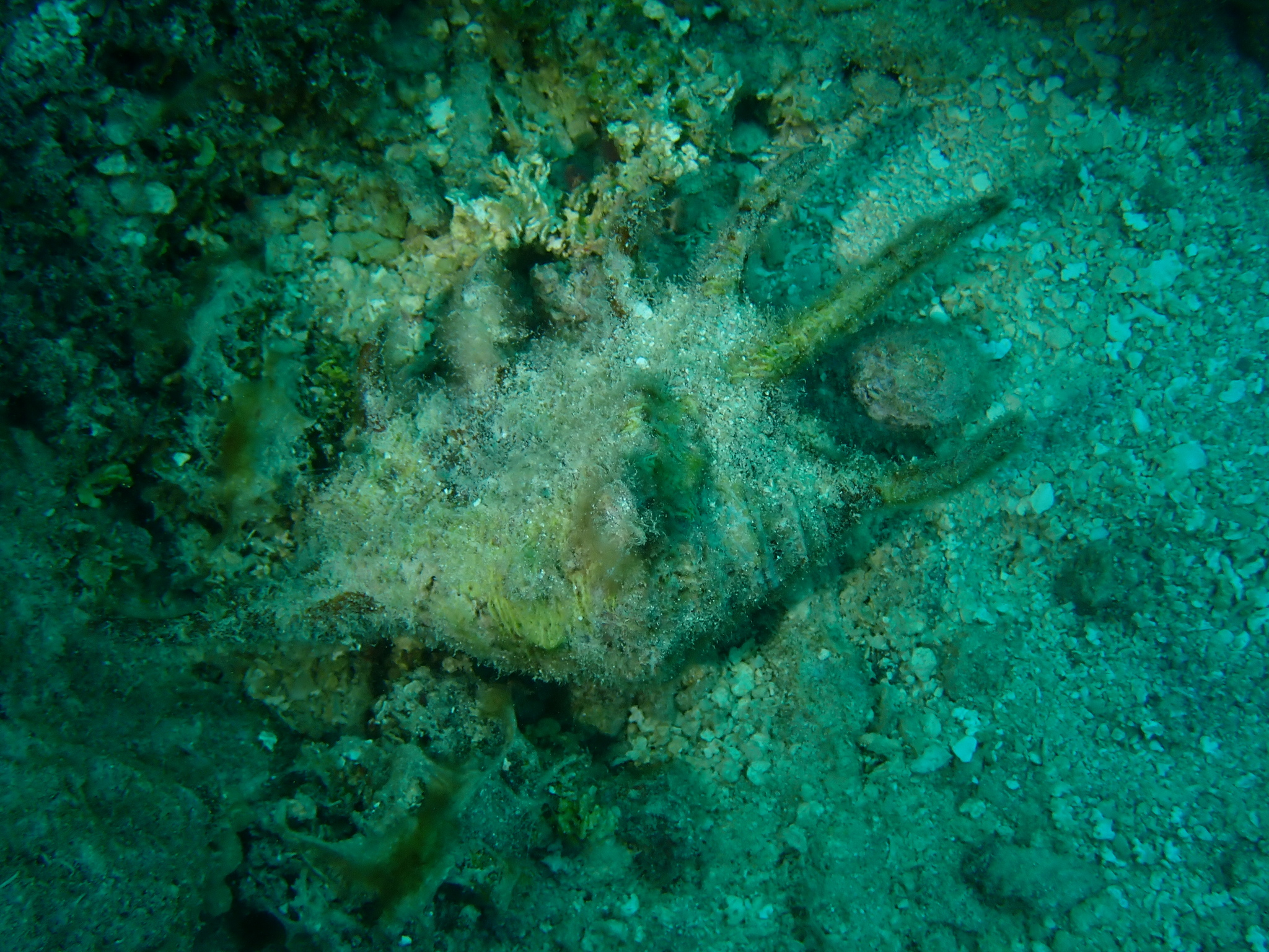 Lambis lambis (Linnaeus, 1758)