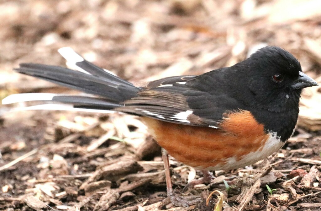 Eastern Towhee from St. Catharines, ON, Canada on April 18, 2023 at 10: ...