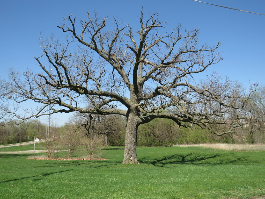 bur oak from Rockford, IL, USA on April 18, 2023 at 02:24 PM by wmct276 ...