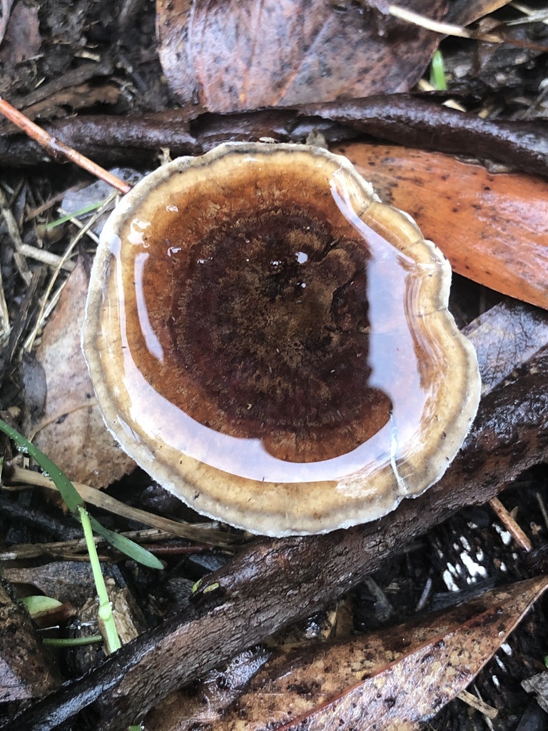 red-staining stalked polypore in April 2023 by jameskeep · iNaturalist
