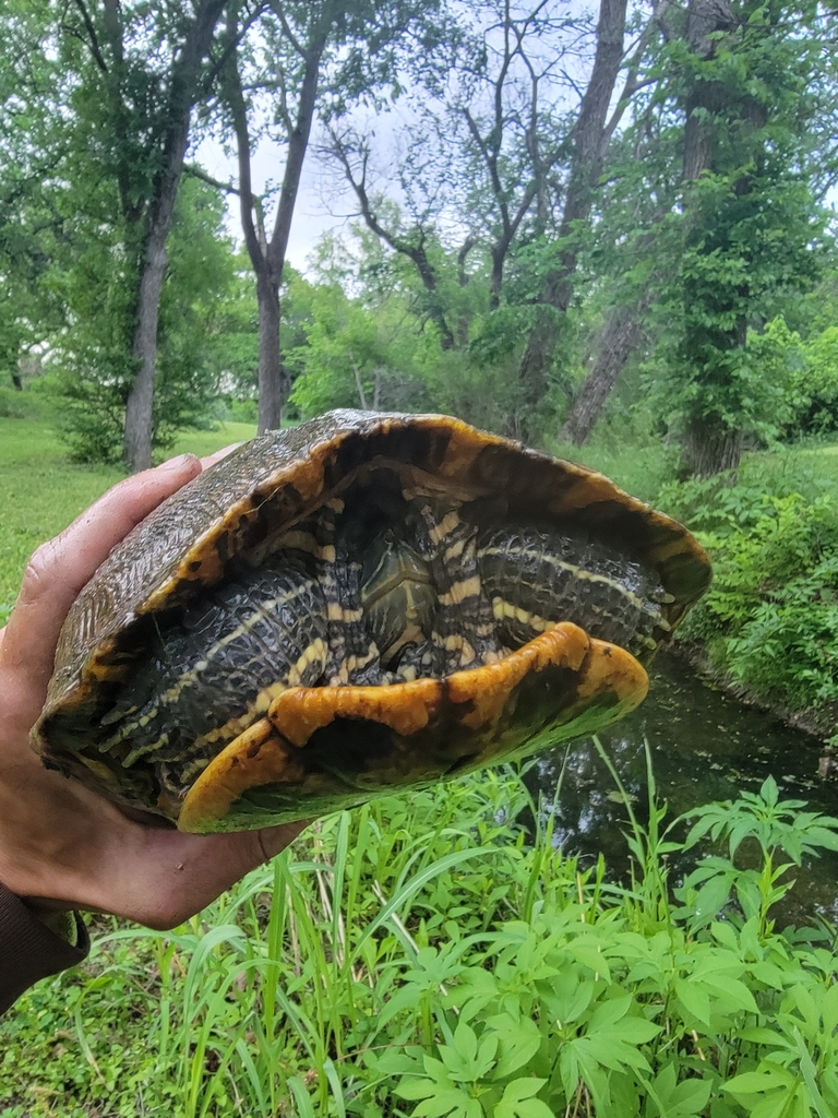 Red-eared Slider from Oakland Lake Park, West Meadowbrook, Fort Worth ...