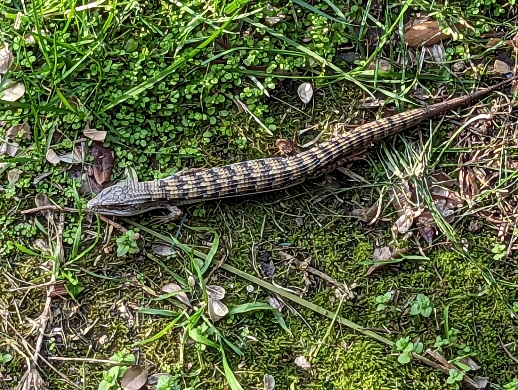 Southern Alligator Lizard from 405 West Fern Avenue on April 18, 2023 ...