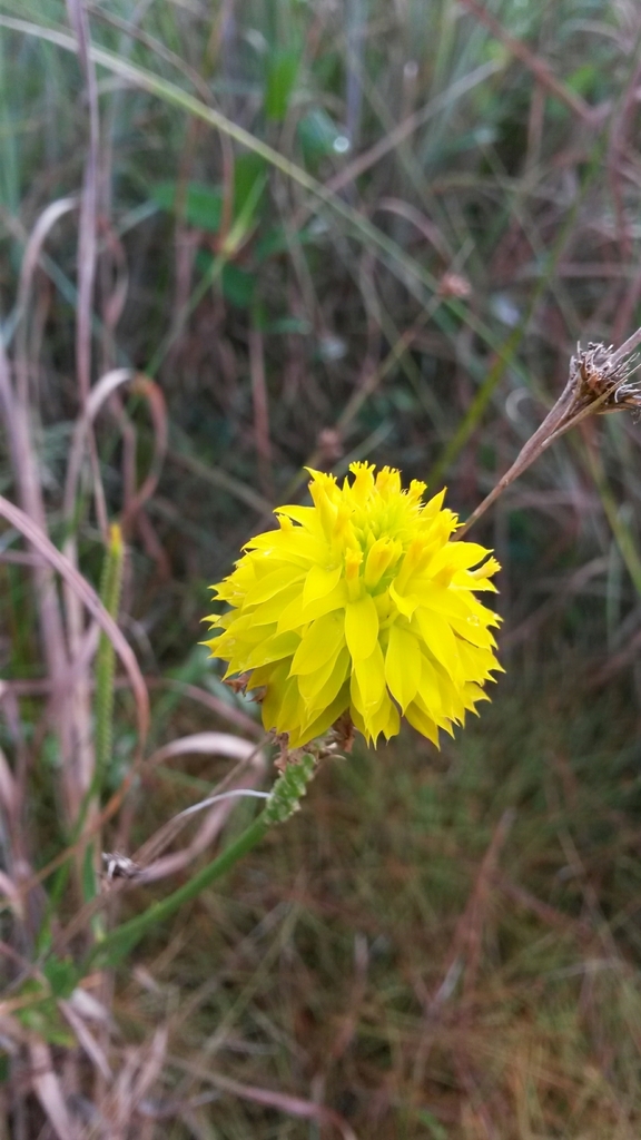 Yellow Bachelor's Button from Arch Rd, Mims, FL 32754, USA on October ...