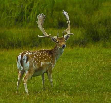 Subspecies Dama dama dama · iNaturalist