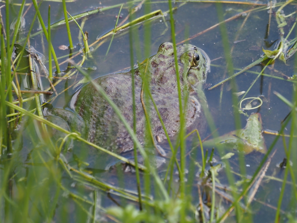 American Bullfrog from Scotts Valley, CA, USA on April 18, 2023 at 10: ...