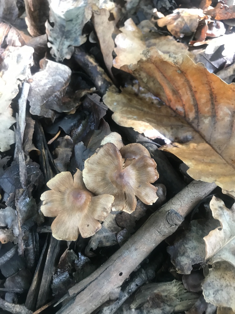 Common Gilled Mushrooms and Allies from Douglas Maggs Reserve, Croydon ...